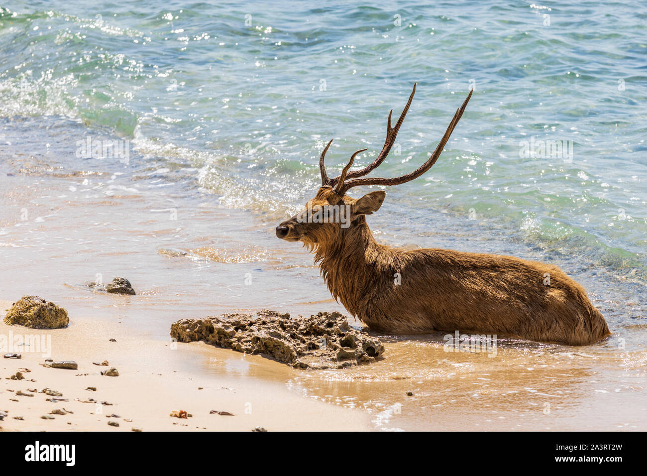Male Javan rusa or Sunda sambar deer (Rusa timorensis), Manjangan ...