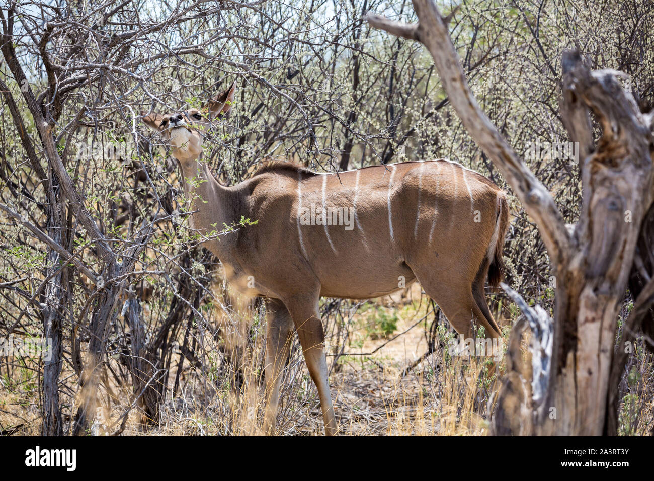 Eat herbivores hi-res stock photography and images - Alamy