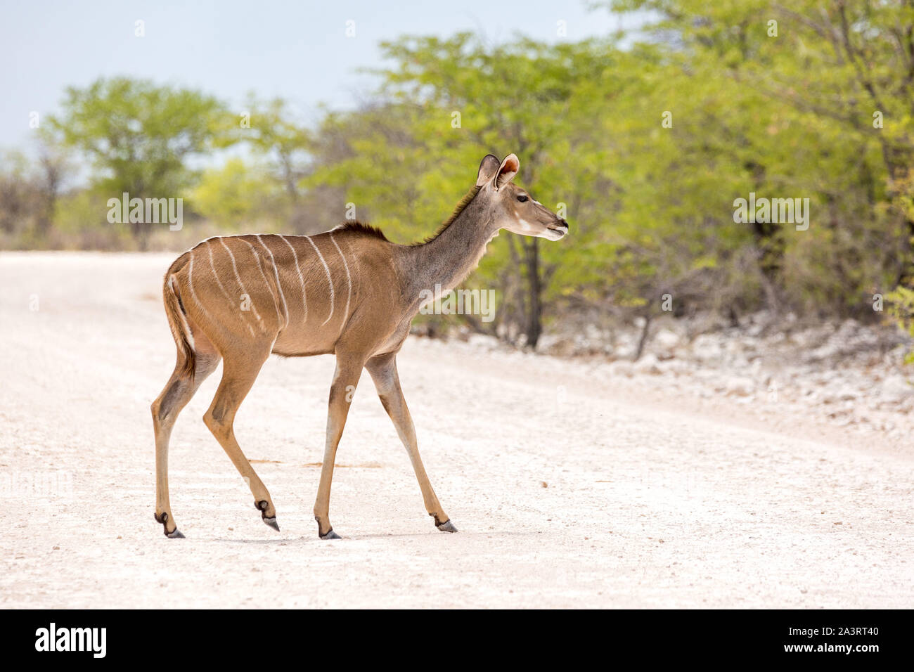 Greater Kudu crossing a gravel road, Namibia, Africa Stock Photo - Alamy
