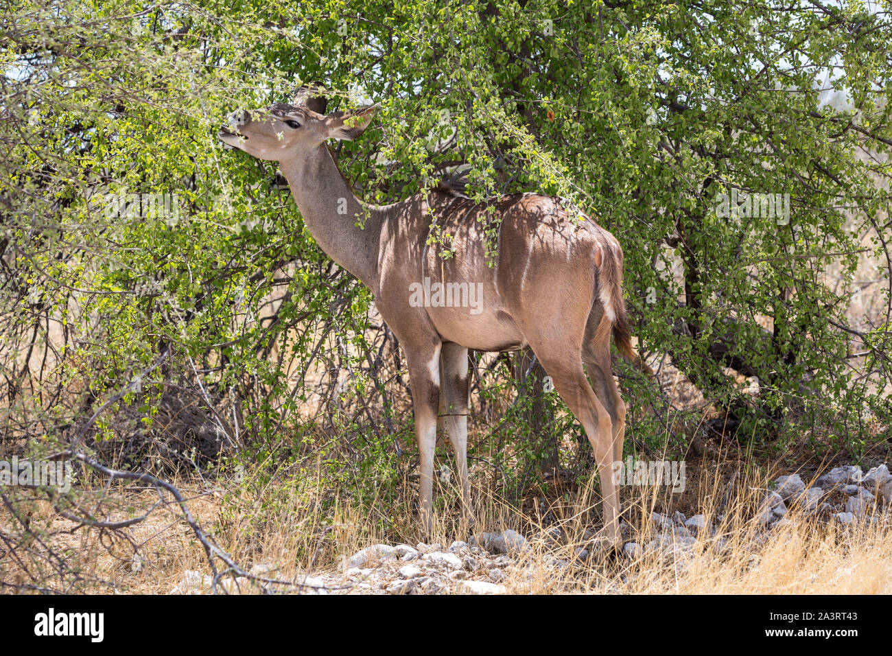 Greater Kudu standing under a tree and eating leaves, Namibia, Africa ...