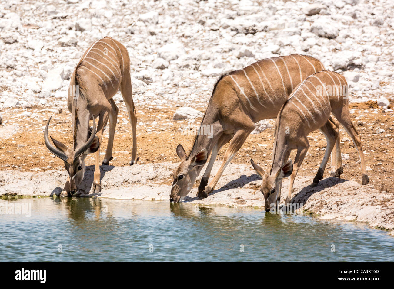 Group of kudus hi-res stock photography and images - Alamy