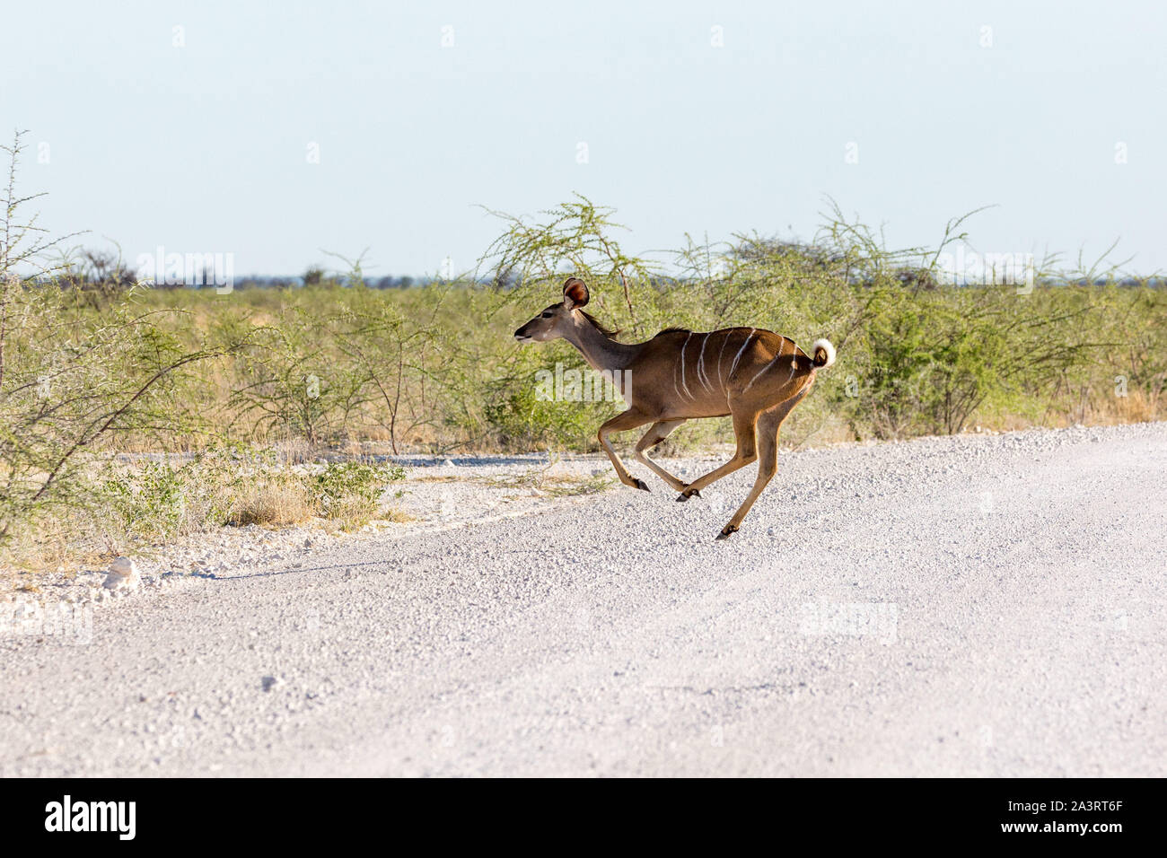 Greater Kudu jumping over a gravel road, Namibia, Africa Stock Photo ...