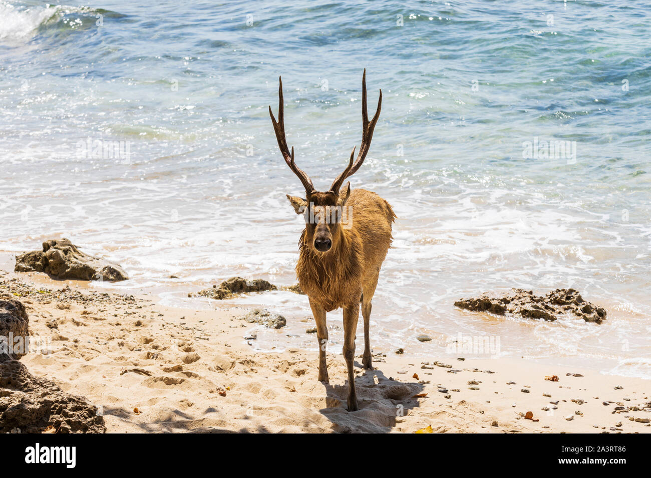 Sambar deer bali hi-res stock photography and images - Alamy