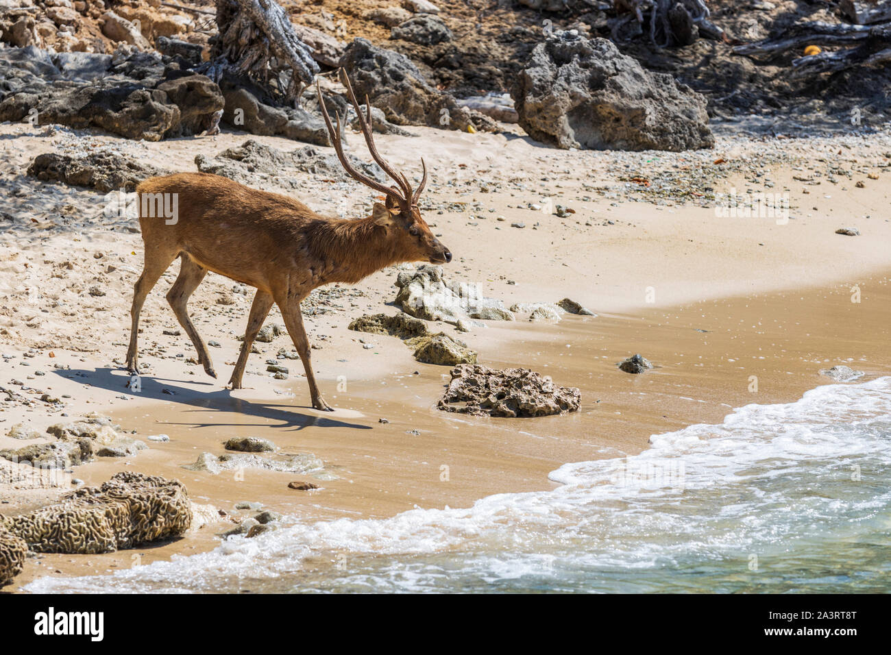 Male Javan rusa or Sunda sambar deer (Rusa timorensis), Manjangan ...
