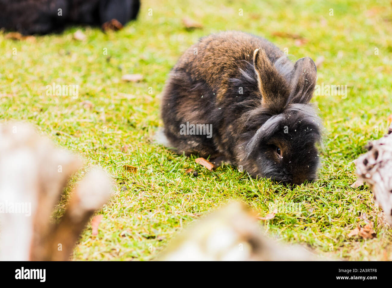 A rabbit on freedom in the meadow Stock Photo - Alamy