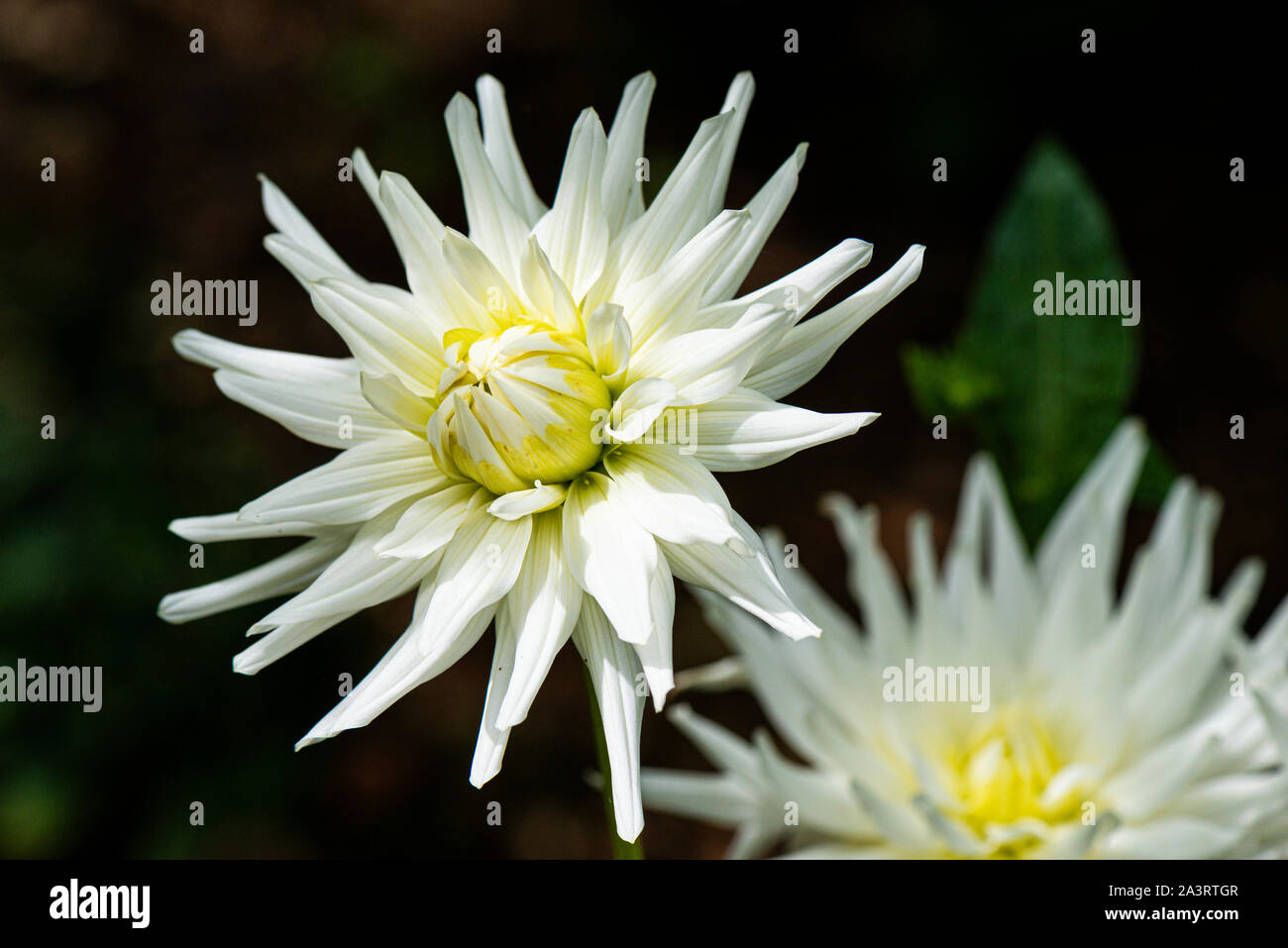 A white dahlia flower Stock Photo - Alamy