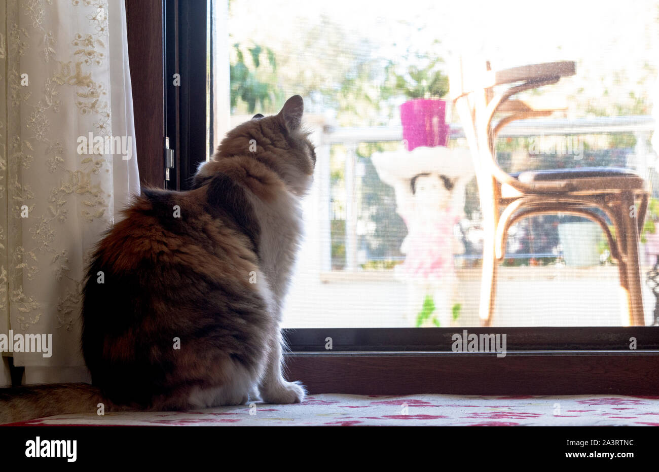 Full body portrait of an adult calico cat from back, looking outside ...