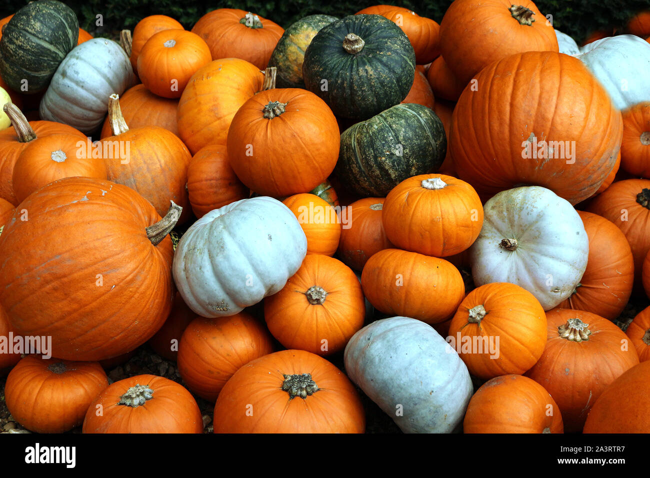 Pile of pumpkins hi-res stock photography and images - Alamy