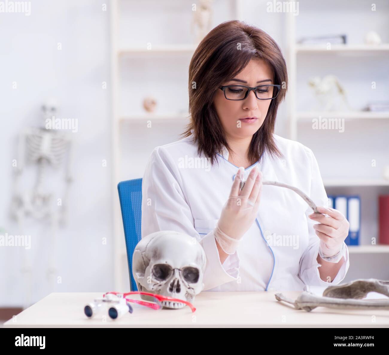 Lab anthropology skeleton hi-res stock photography and images - Alamy
