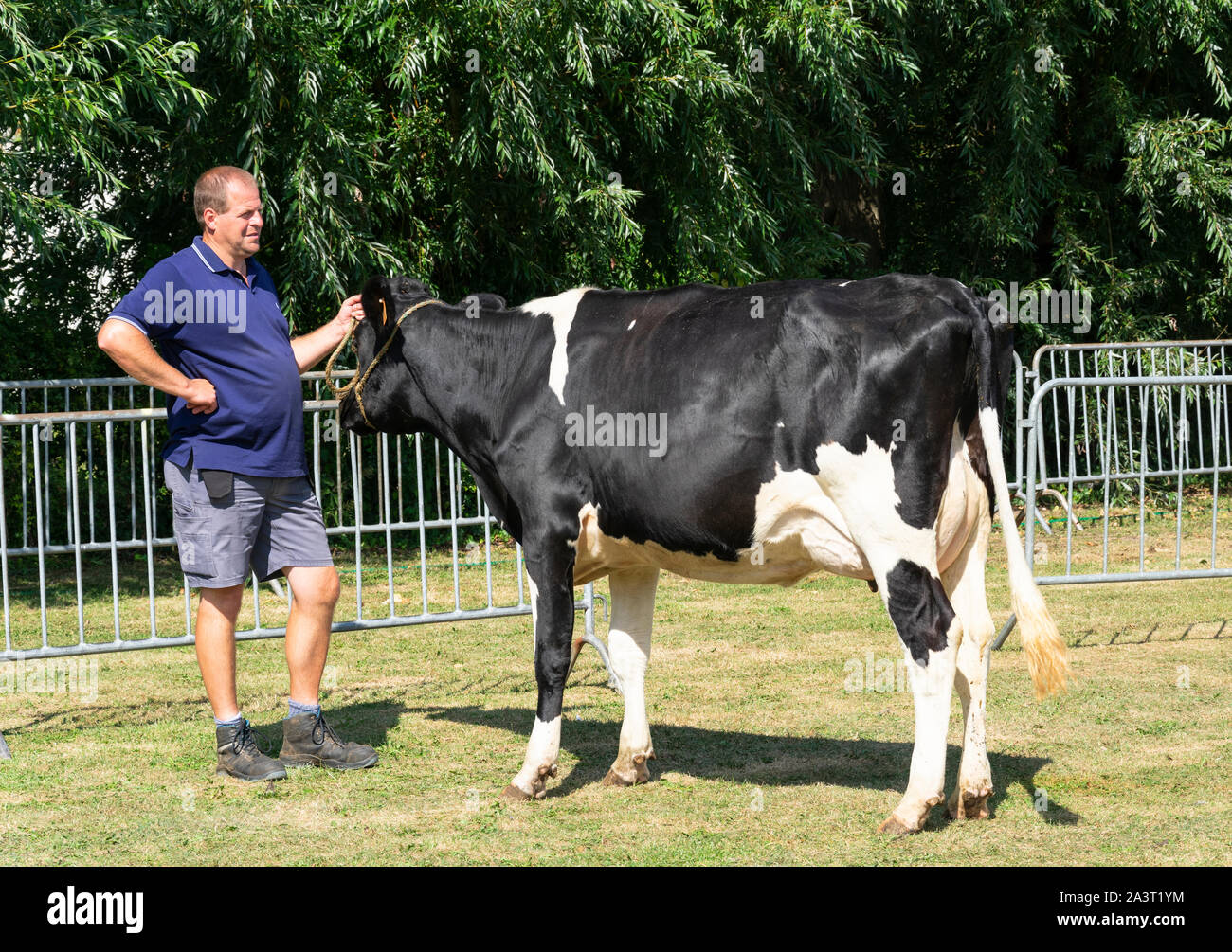 Show cattle hi-res stock photography and images - Alamy