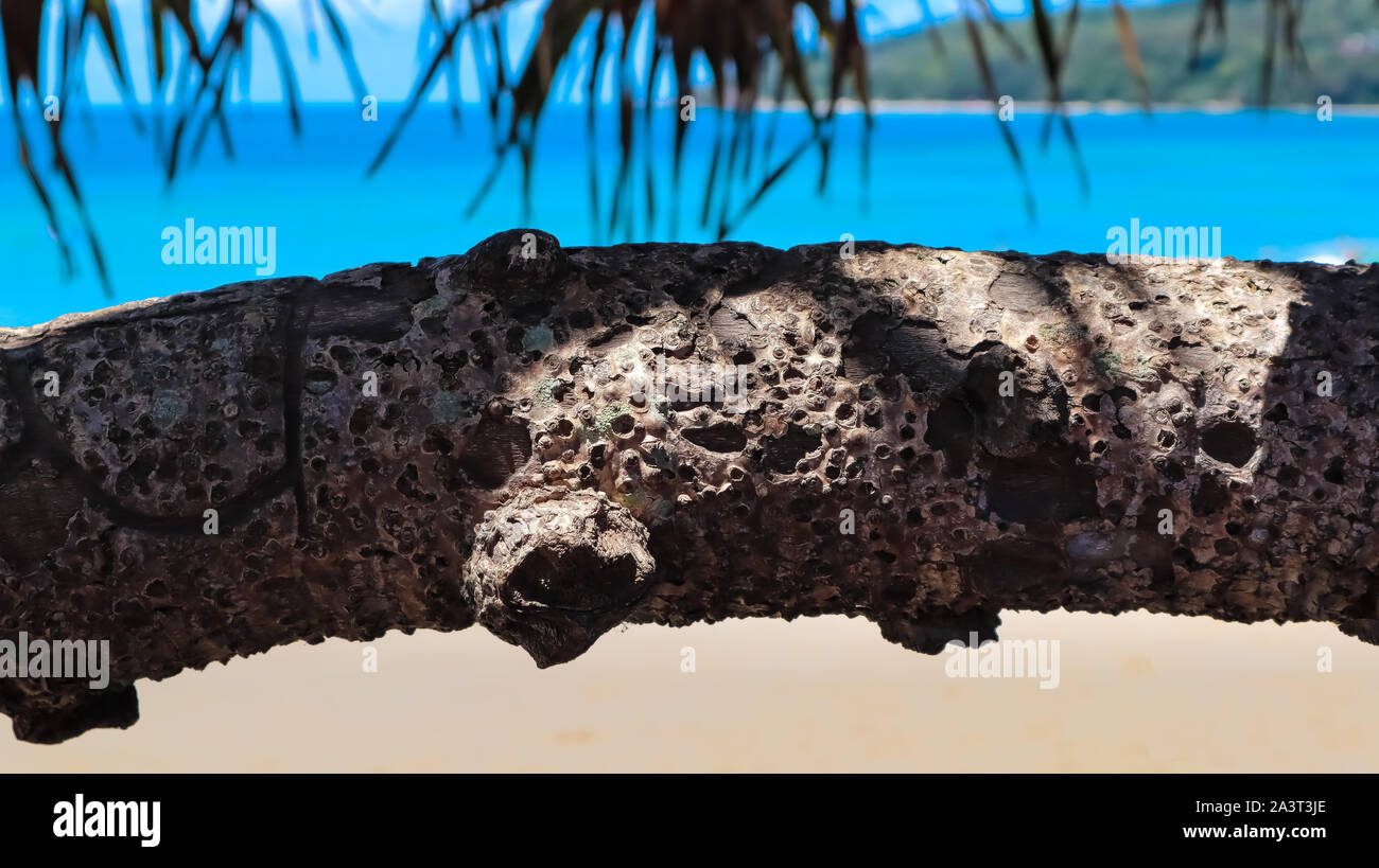 Sand palm tree hi-res stock photography and images - Alamy
