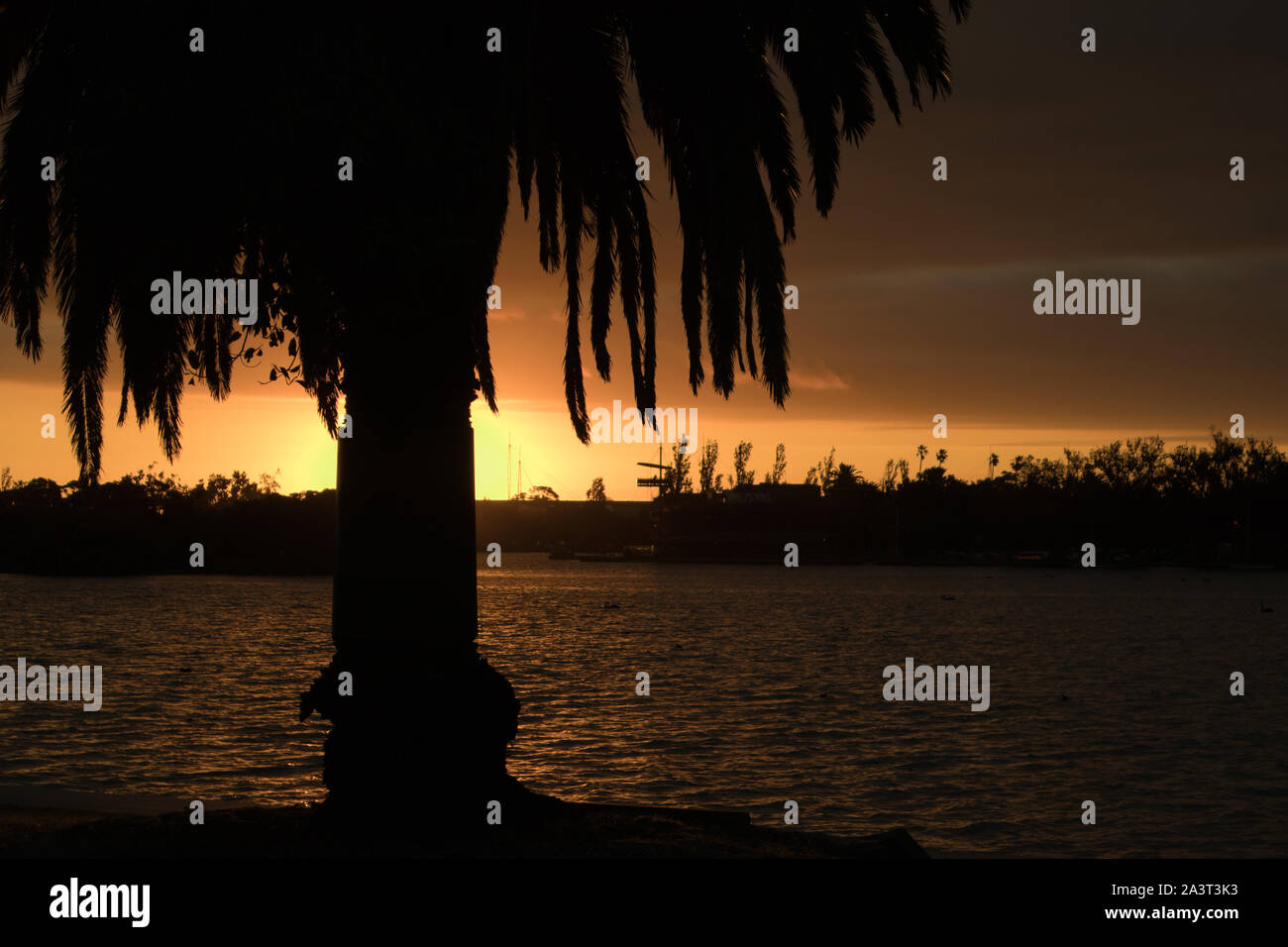 Perfect palm tree hi-res stock photography and images - Alamy