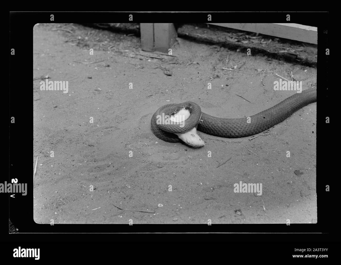 Squeezed to death hi-res stock photography and images - Alamy