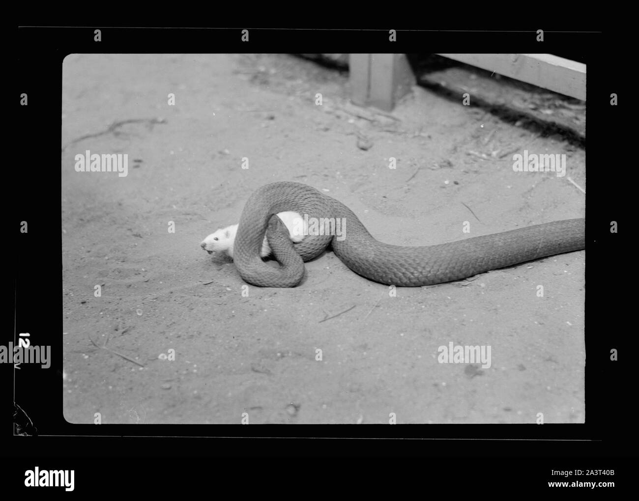 Tel Aviv Zoo. [Rat caught by snake and squeezed to death] Stock Photo ...