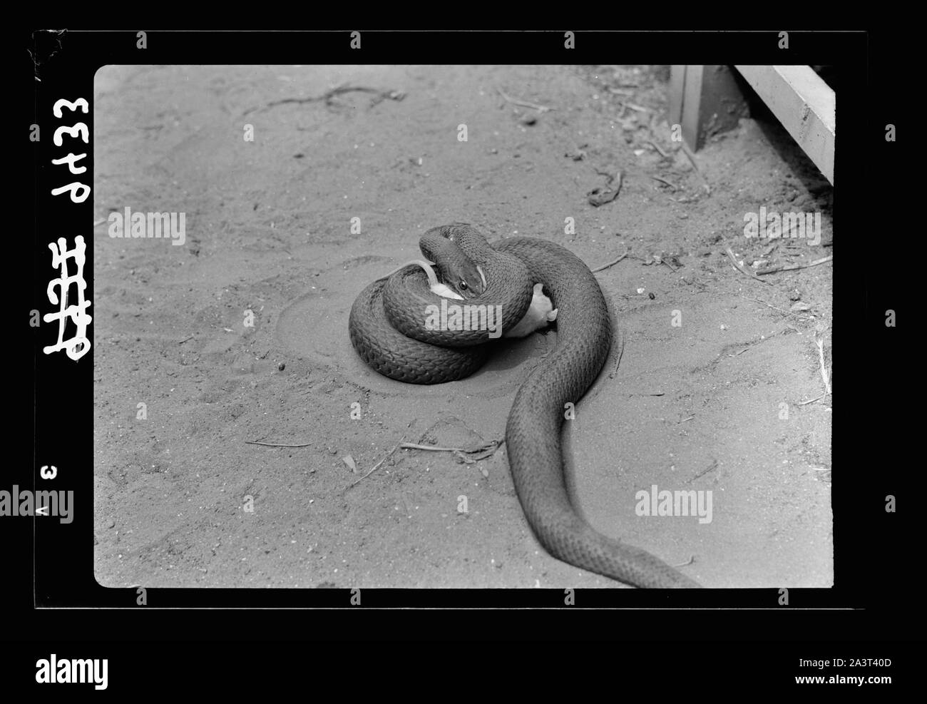 Tel Aviv Zoo. Rat caught by snake & squeezed to death (closer Stock ...