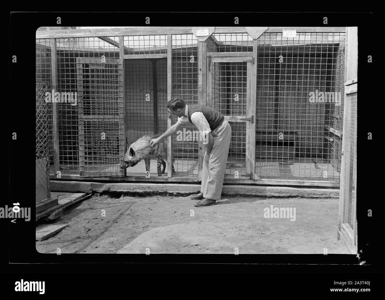 Tel Aviv Zoo. [Man with hyena] Stock Photo - Alamy