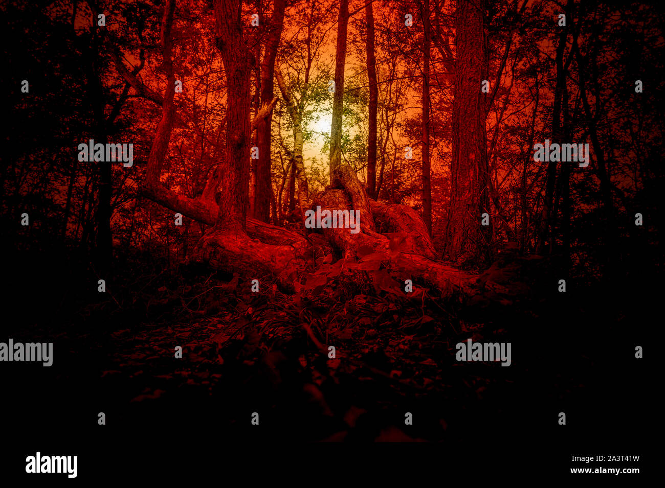 Beautiful mystical forest in red tones Stock Photo - Alamy