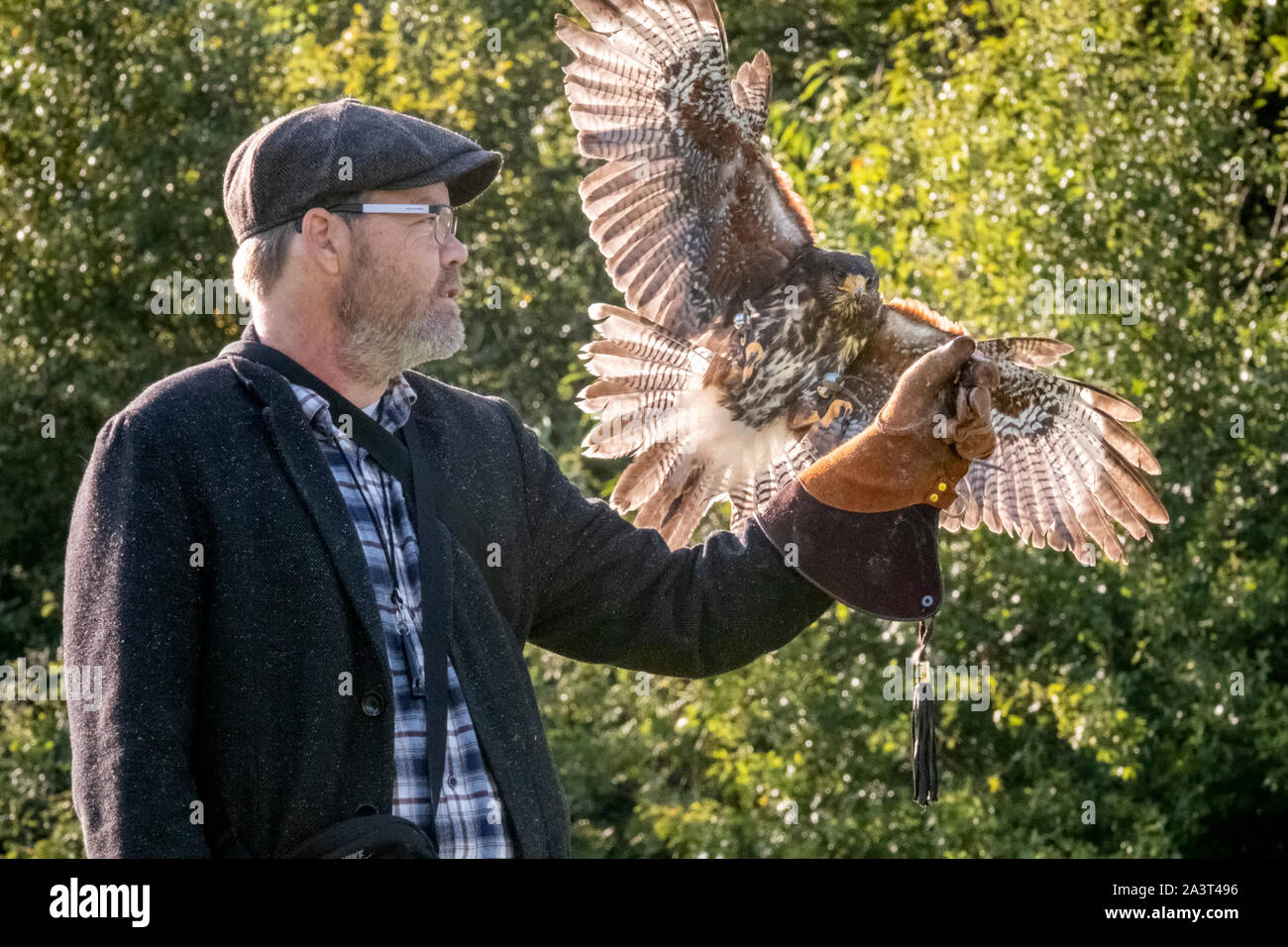 Track hawk hi-res stock photography and images - Alamy