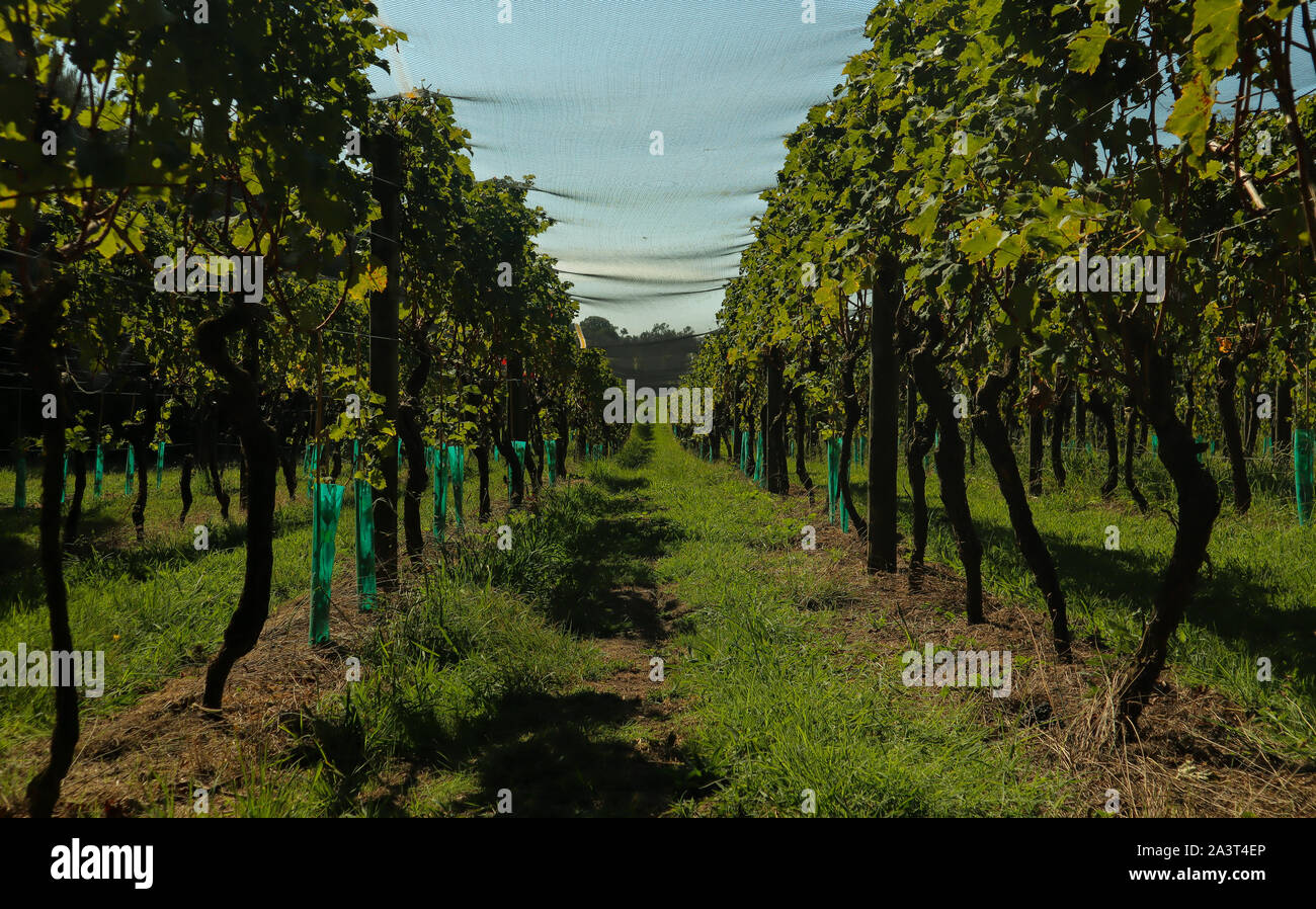 Red lines in green leaf hi-res stock photography and images - Alamy