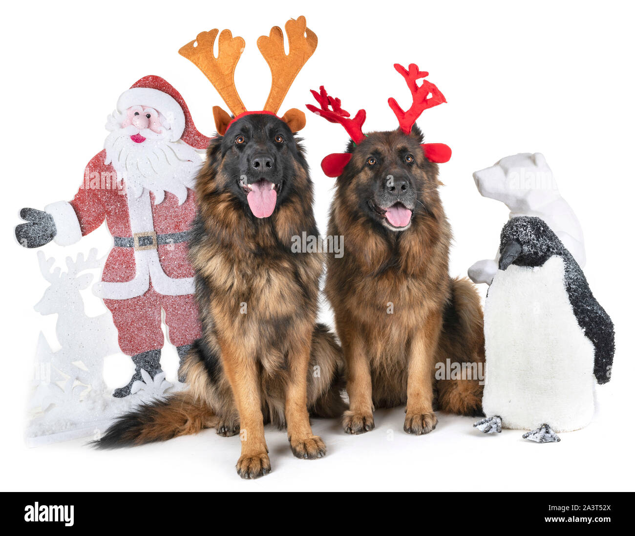 german shepherds and christmas in front of white background Stock Photo ...