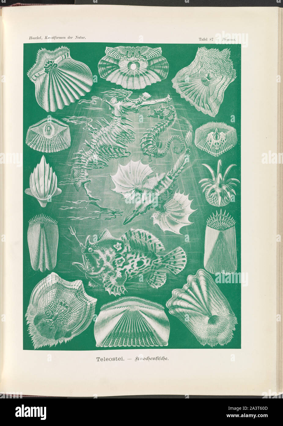 Knochenfische hi-res stock photography and images - Alamy