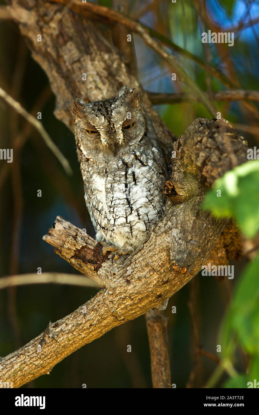 The diminutive African Scops Owl is a common and widespread nocturnal ...