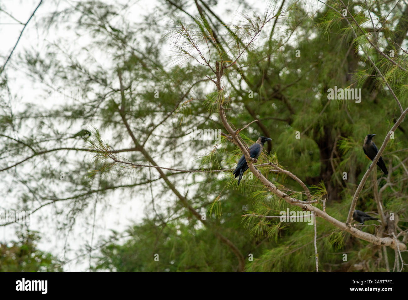 Crows resting hi-res stock photography and images - Alamy