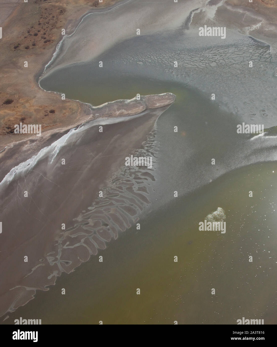Flamencos en el Lago Magadi, Valle del Rift, Kenia, Africa Stock Photo ...