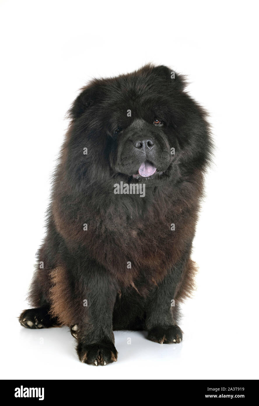 black chow chow in front of white background Stock Photo - Alamy