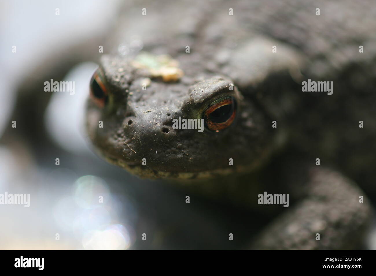 Toad spawn uk hi-res stock photography and images - Alamy