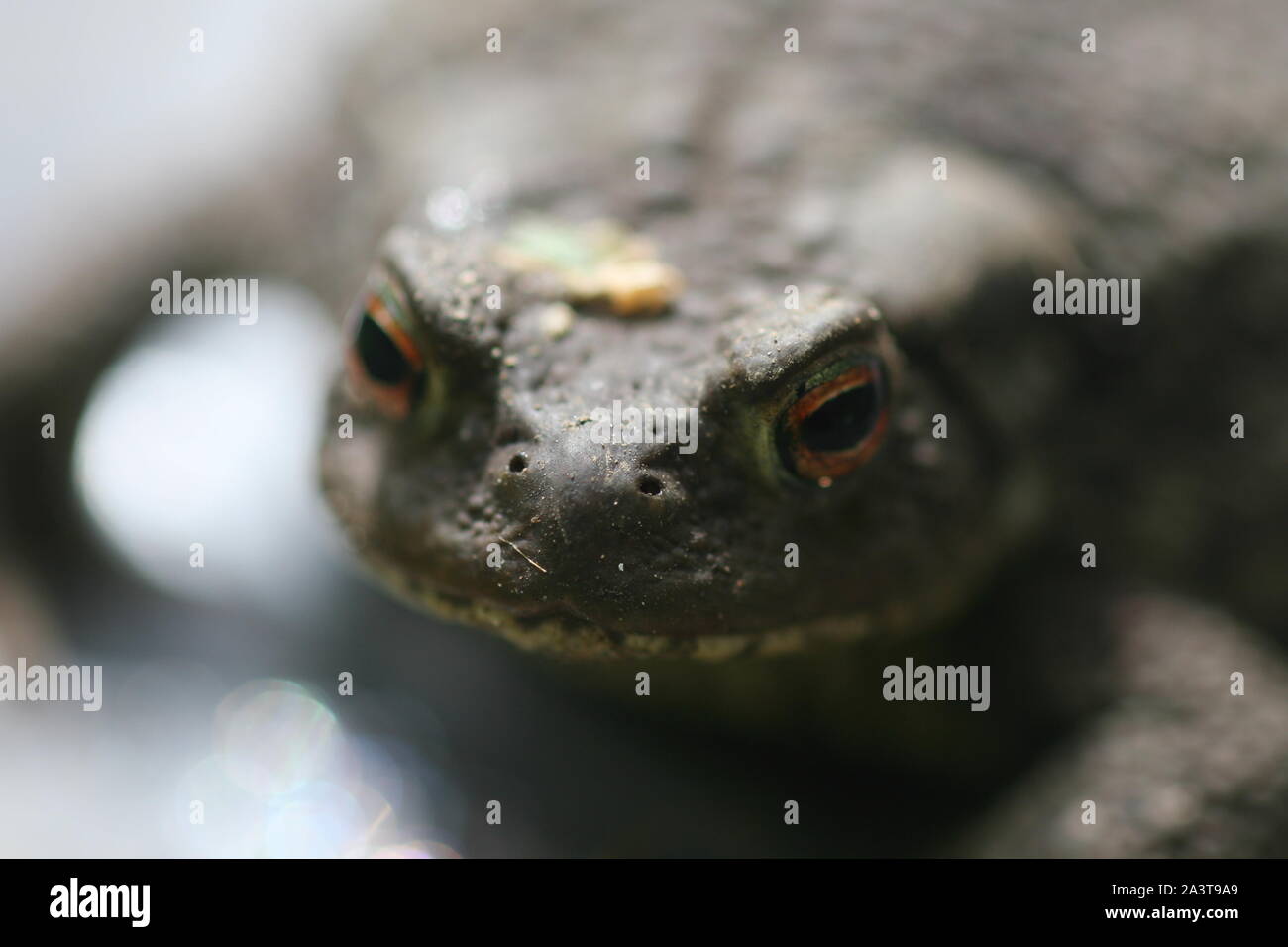 Uk toad tadpoles hi-res stock photography and images - Alamy