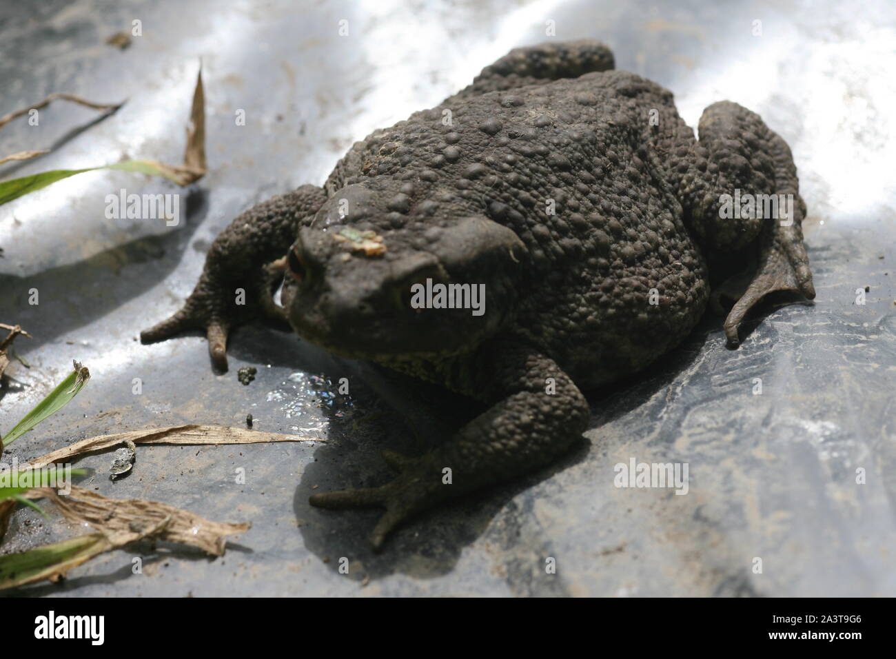 Toad spawn uk hi-res stock photography and images - Alamy