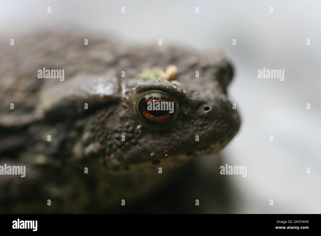 Tussocky grassland hi-res stock photography and images - Alamy