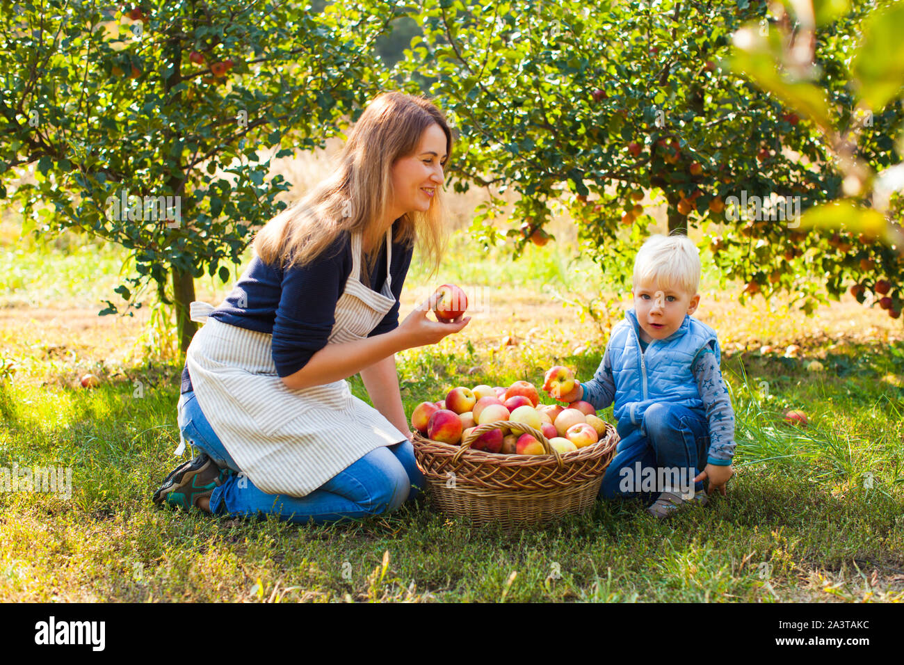 Happy mother and child picking apples on a farm in autumn Stock Photo ...