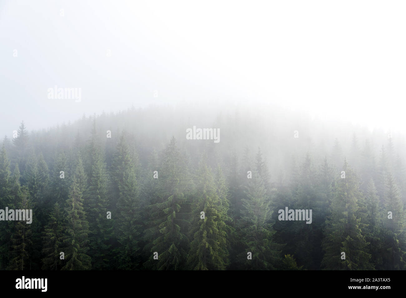 Misty fog in pine forest on mountain slopes in the Carpathian mountains ...
