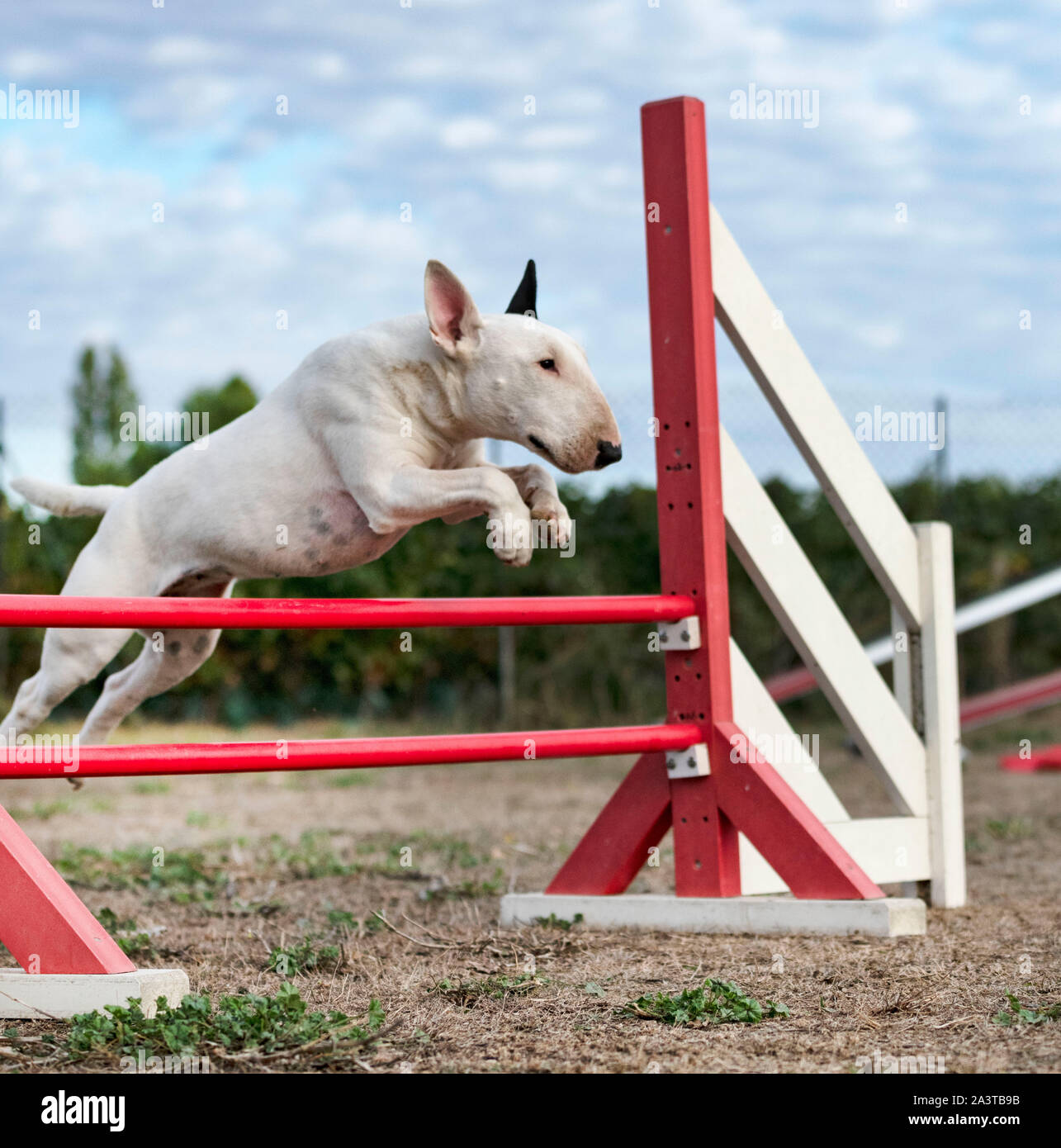 training of agility in a dog school Stock Photo - Alamy