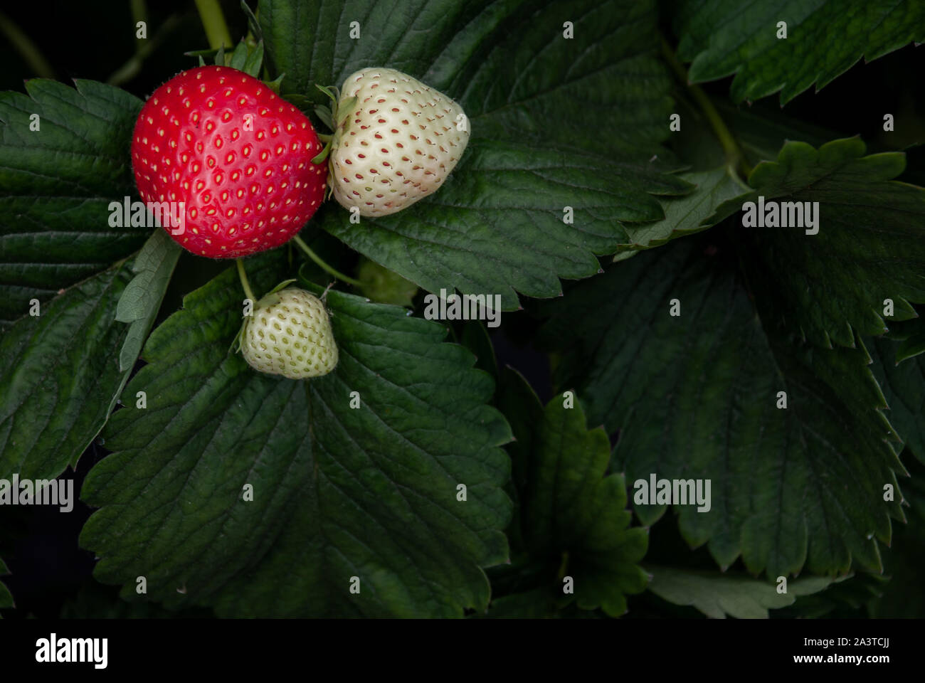 Bush of fresh red and white strawberry, Strawberry fruits in growth at ...