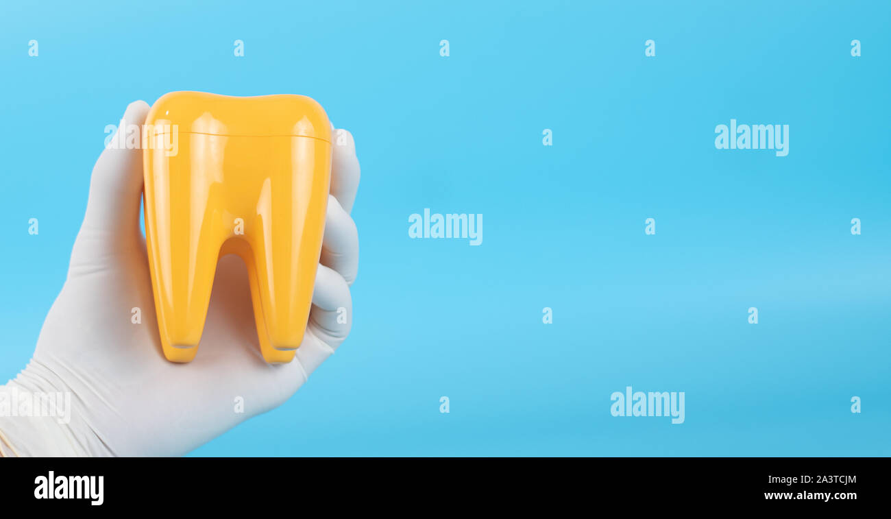 The dentist holds a yellow plastic tooth model. As an example for ...