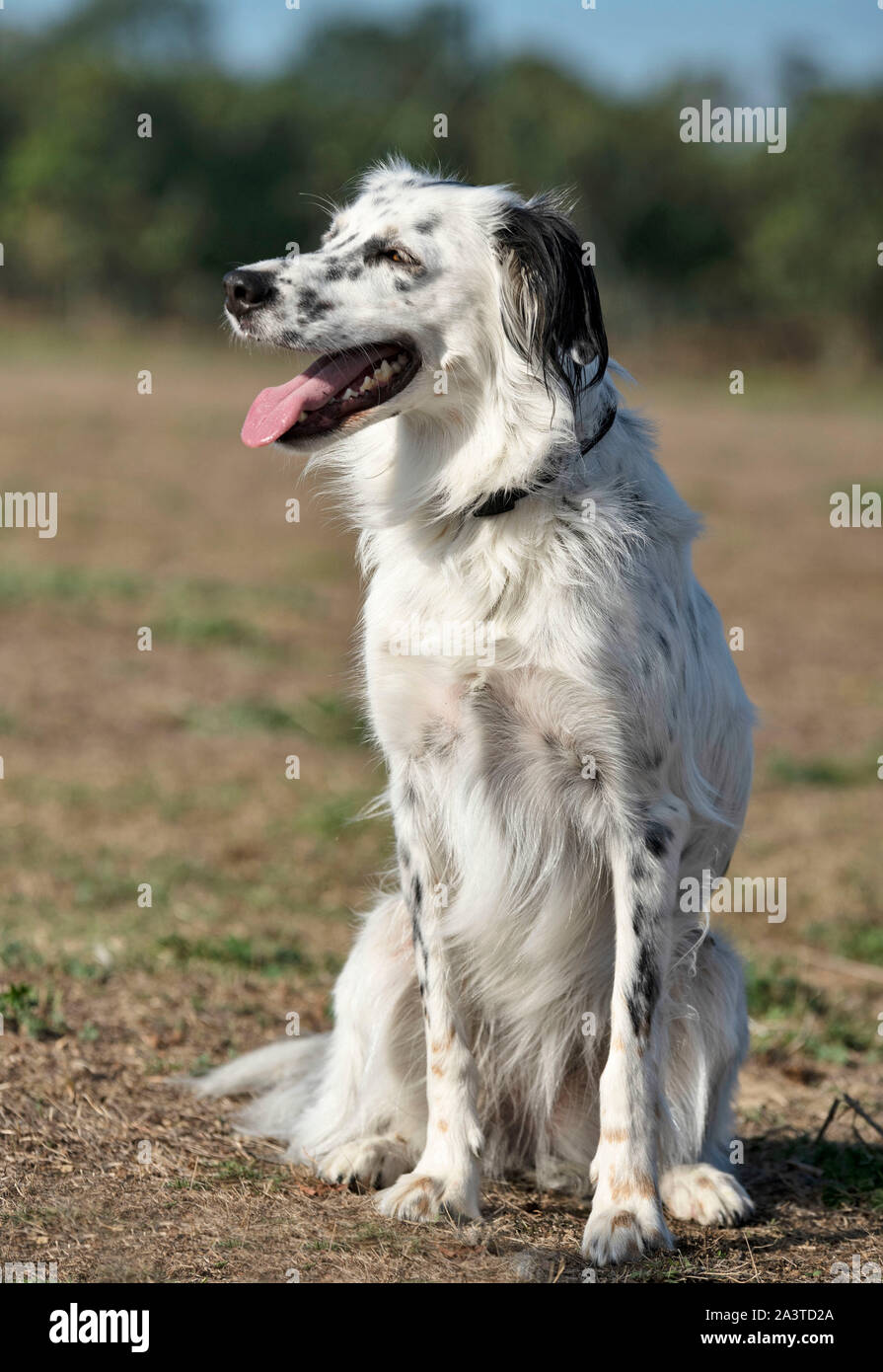 English Setter Border Collie Mix