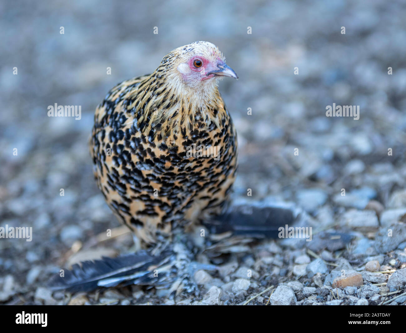 picture of Booted Bantam in the nature Stock Photo - Alamy