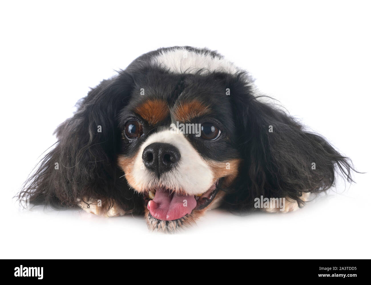 cavalier king charles in front of white background Stock Photo - Alamy