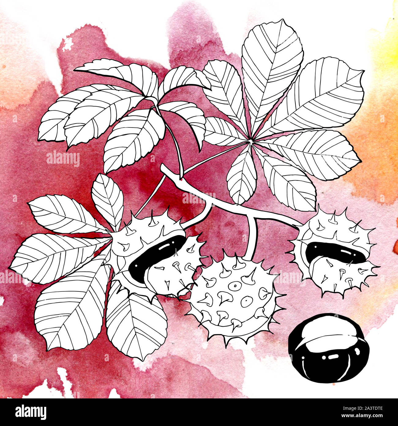 Chestnut leaf drawing hi-res stock photography and images - Alamy
