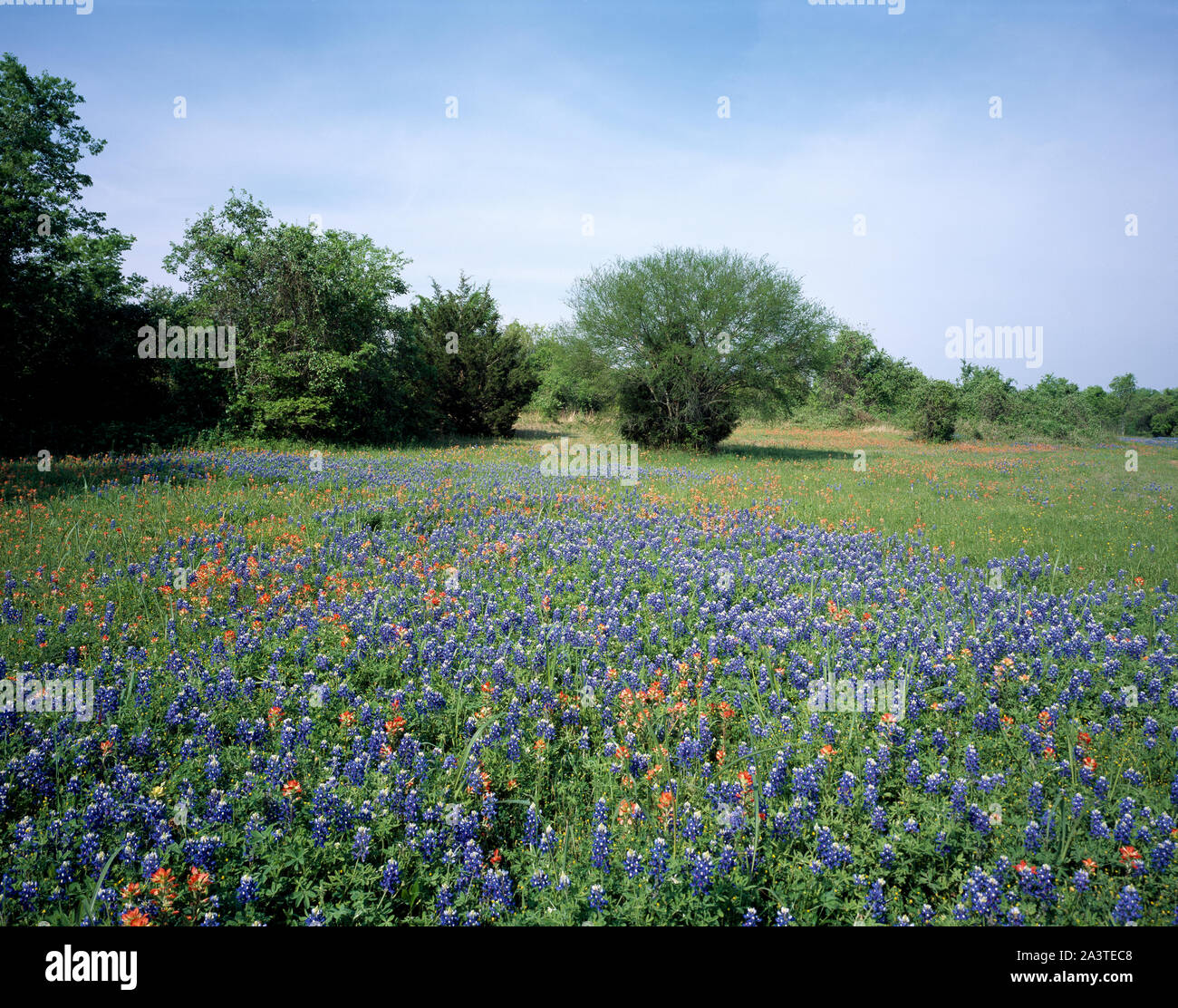 Texas Blue and Red Bonnets Stock Photo - Alamy