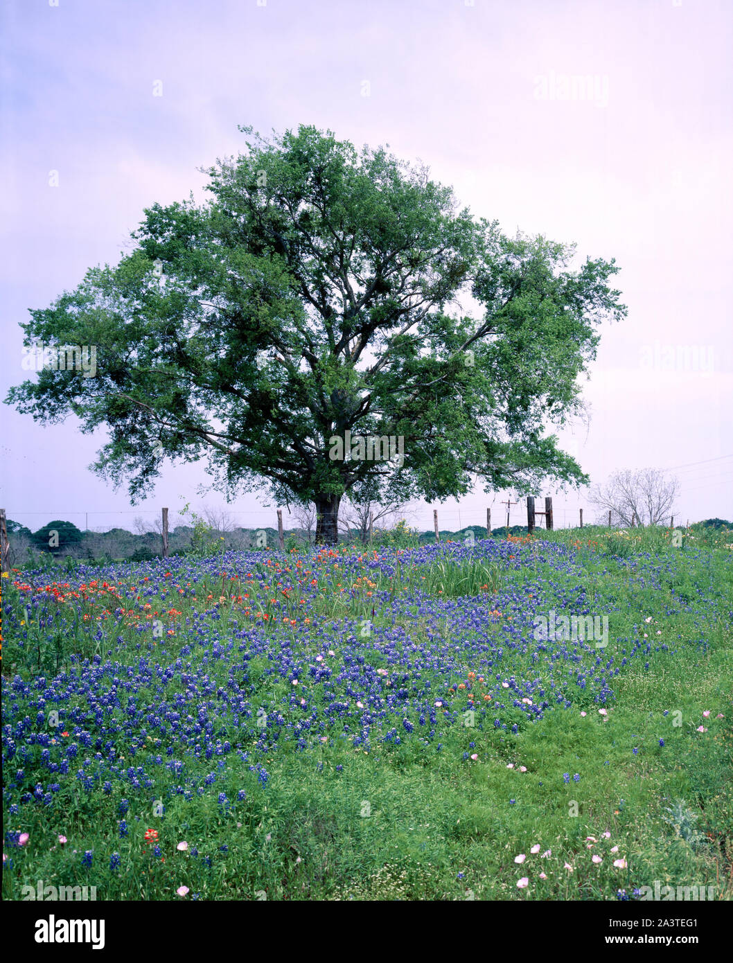 Texas Blue and Red Bonnets Stock Photo - Alamy