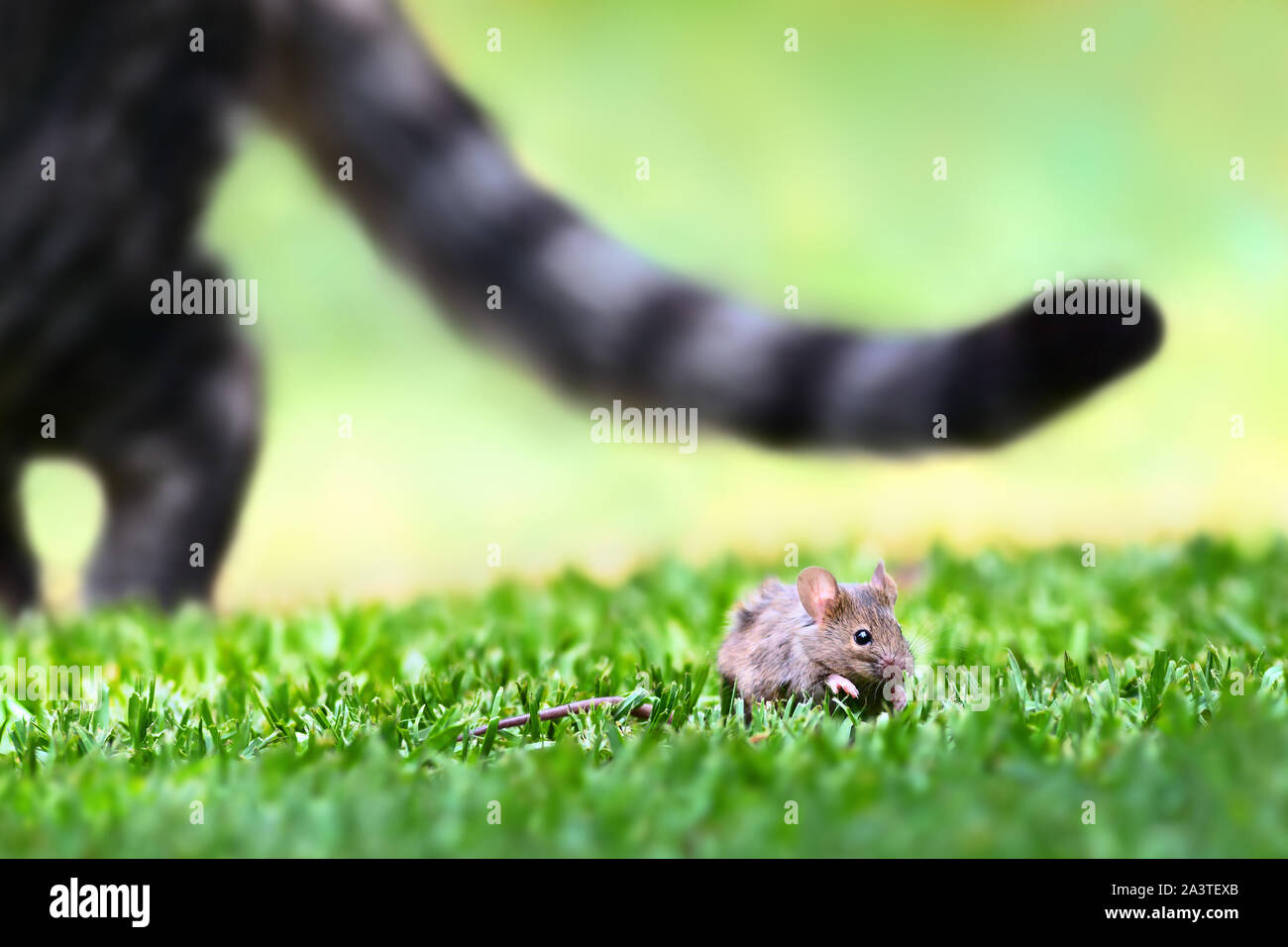 Cat hunting a mouse outdoors with the cat in the background stalking it ...
