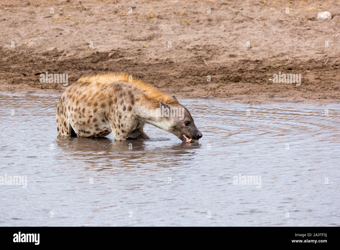 Spotted hyena in water hi-res stock photography and images - Alamy