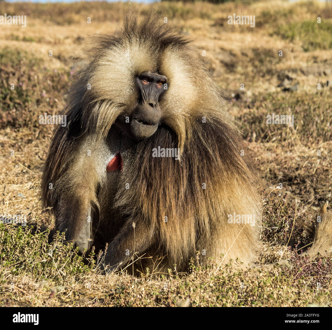 Geladas baboon hi-res stock photography and images - Alamy