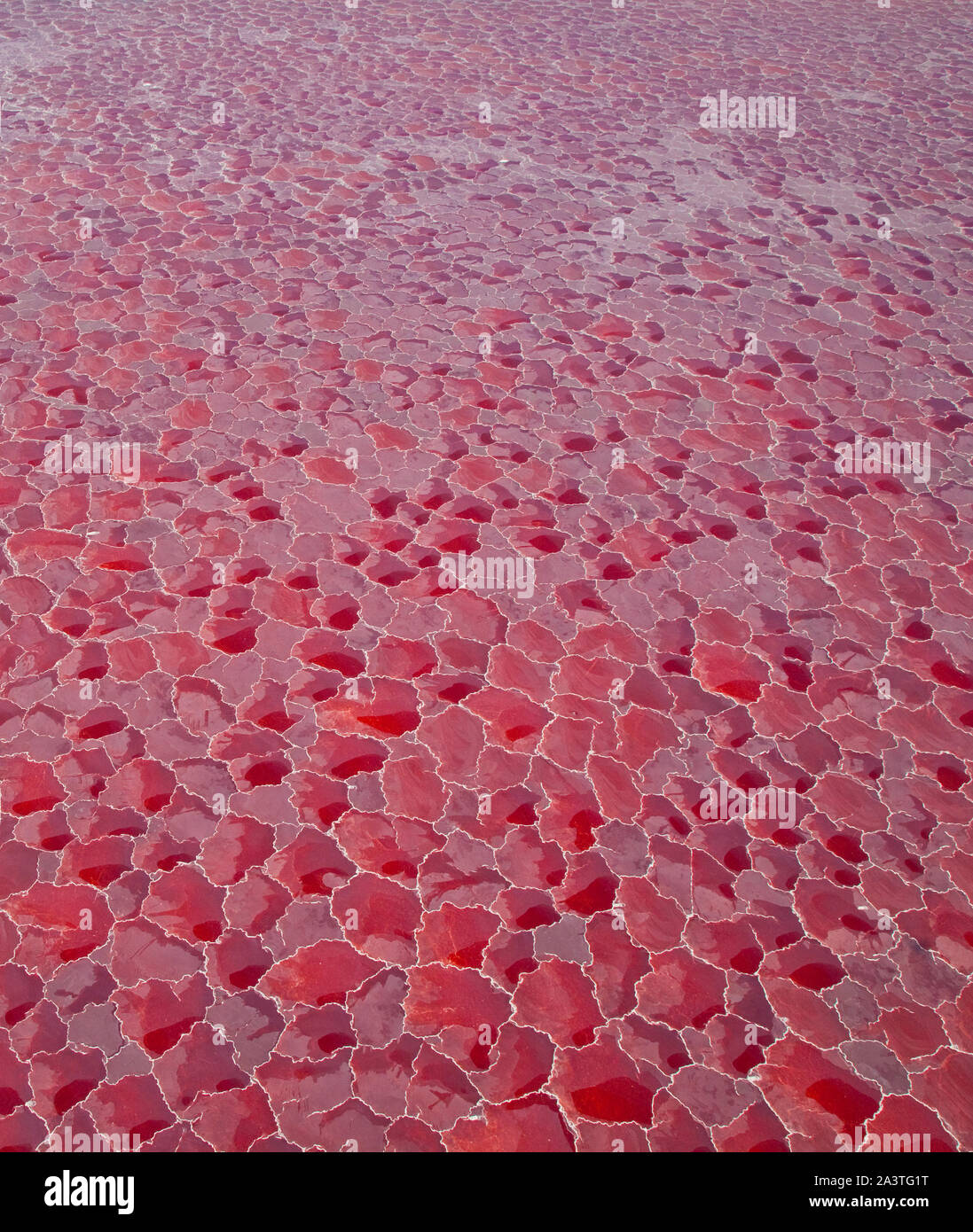 Lago Natron, Valle del Rift, Tanzania, Africa Stock Photo - Alamy