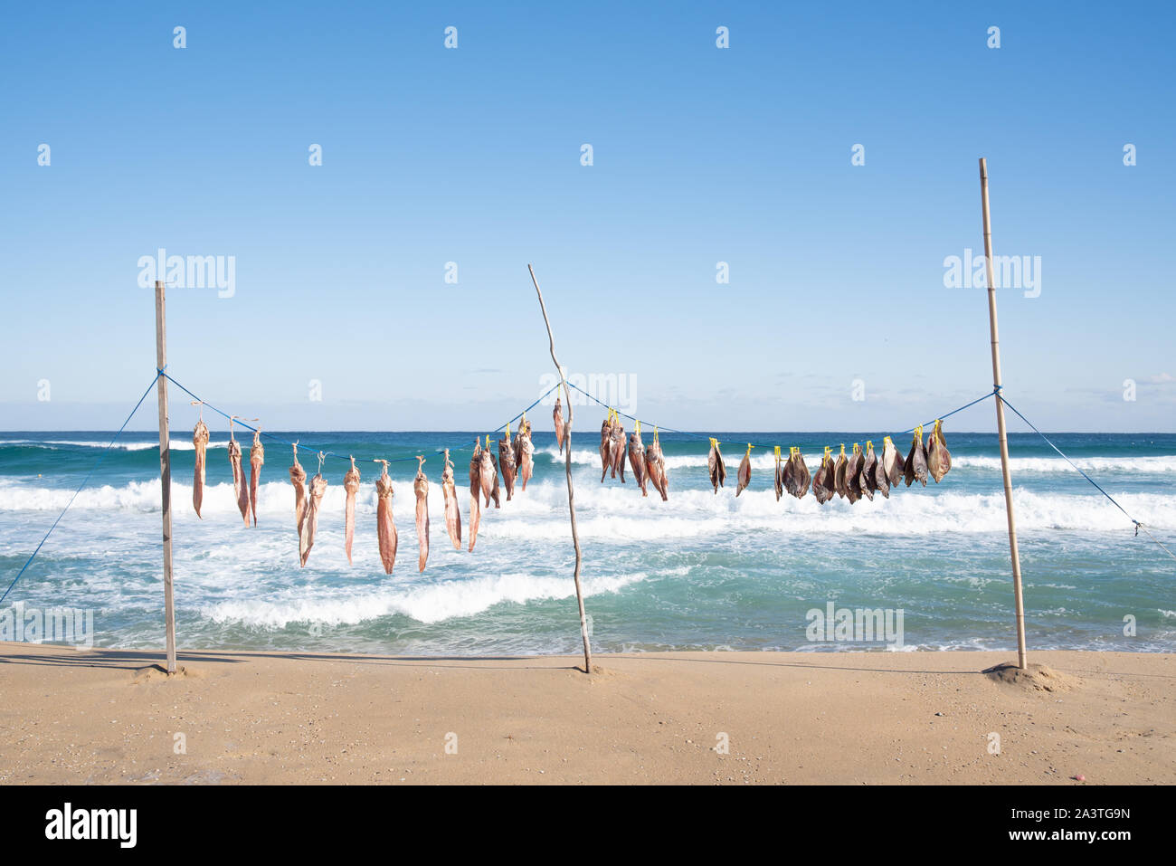 fish drying in the sea wind on the beach Stock Photo - Alamy