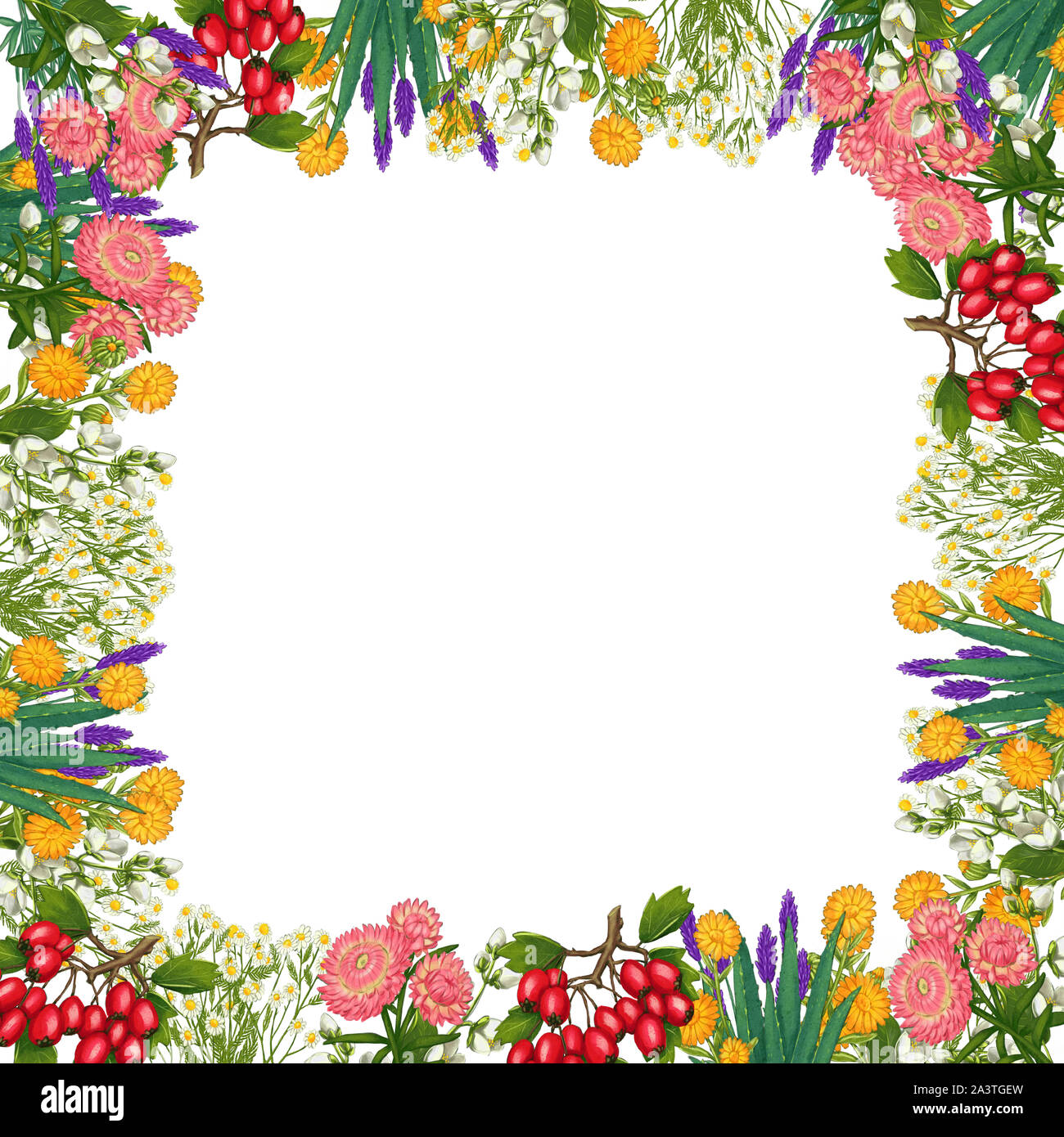 Hand drawn medicinal plant frame. Healing herbs border. isolated on ...